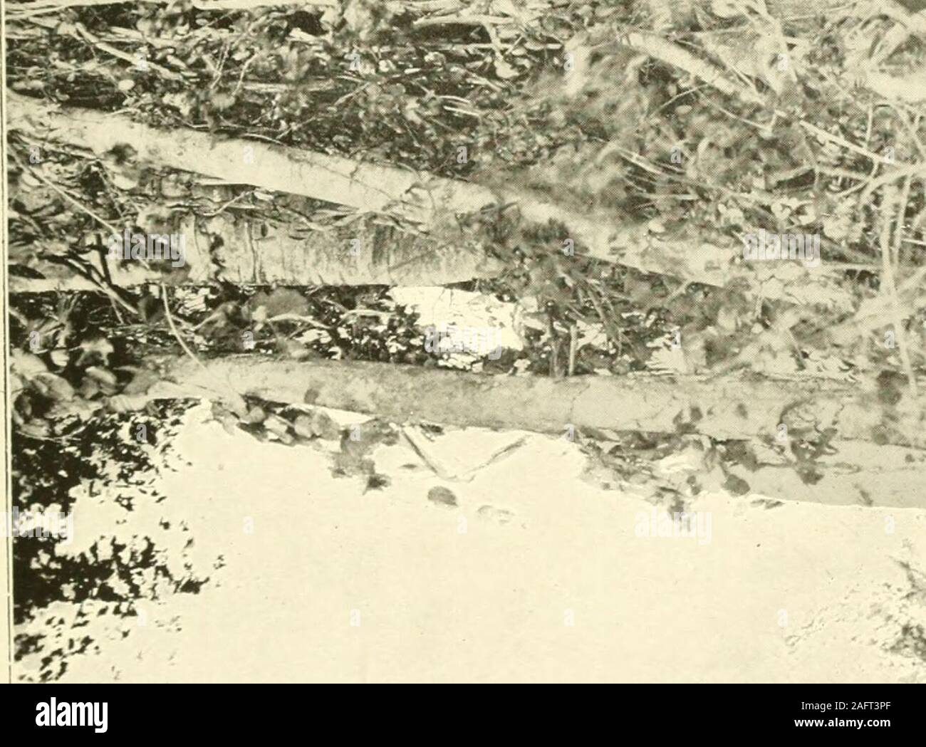 Philippine war 1901 hi-res stock photography and images - Alamy