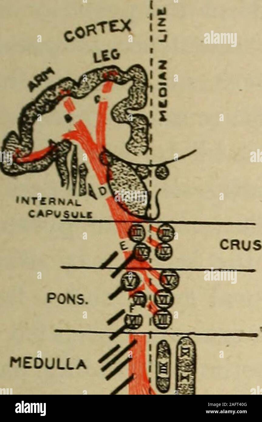 Angular gyrus hi-res stock photography and images - Alamy