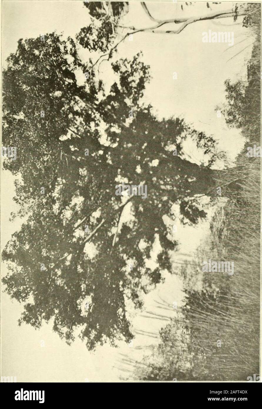 Philippine war 1901 hi-res stock photography and images - Alamy