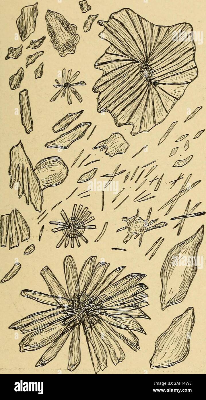 . Urinary analysis and diagnosis by microscopical and chemical ...