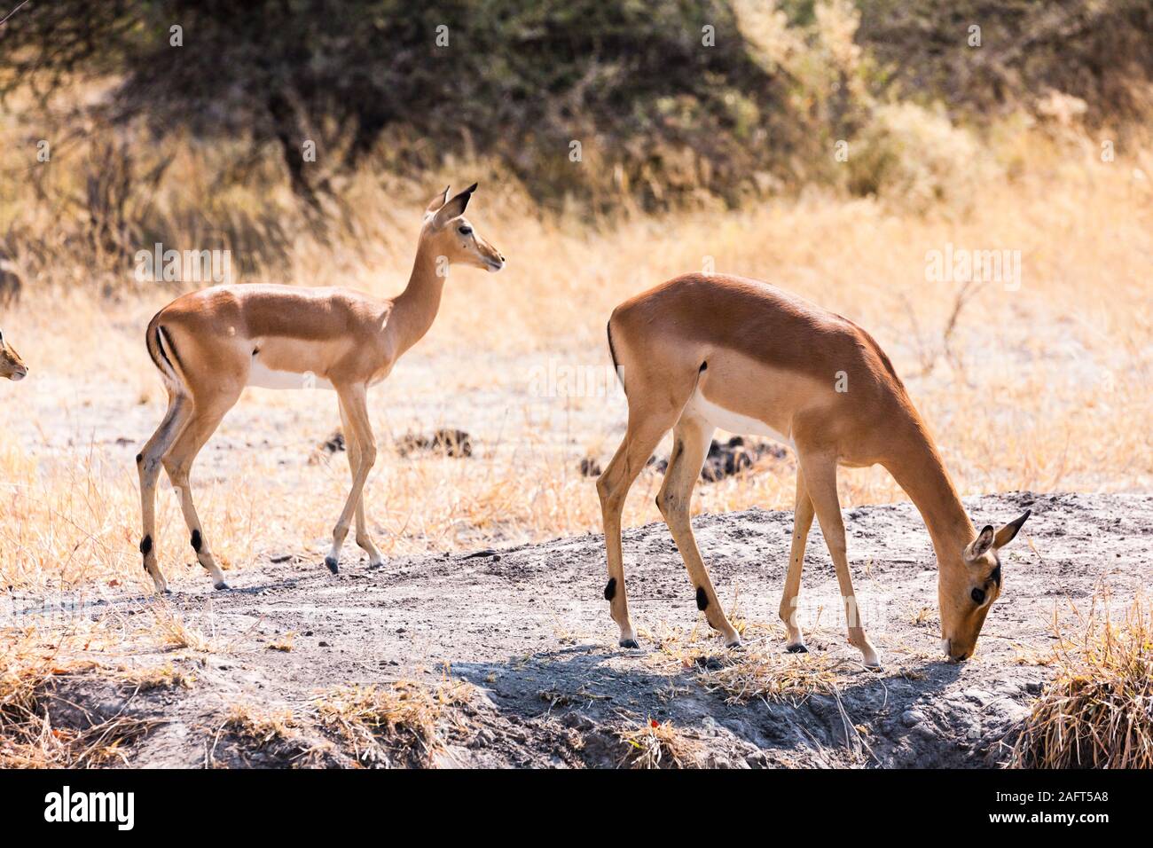 Female Impala eating in bush, Moremi game reserve, Okavango delta ...