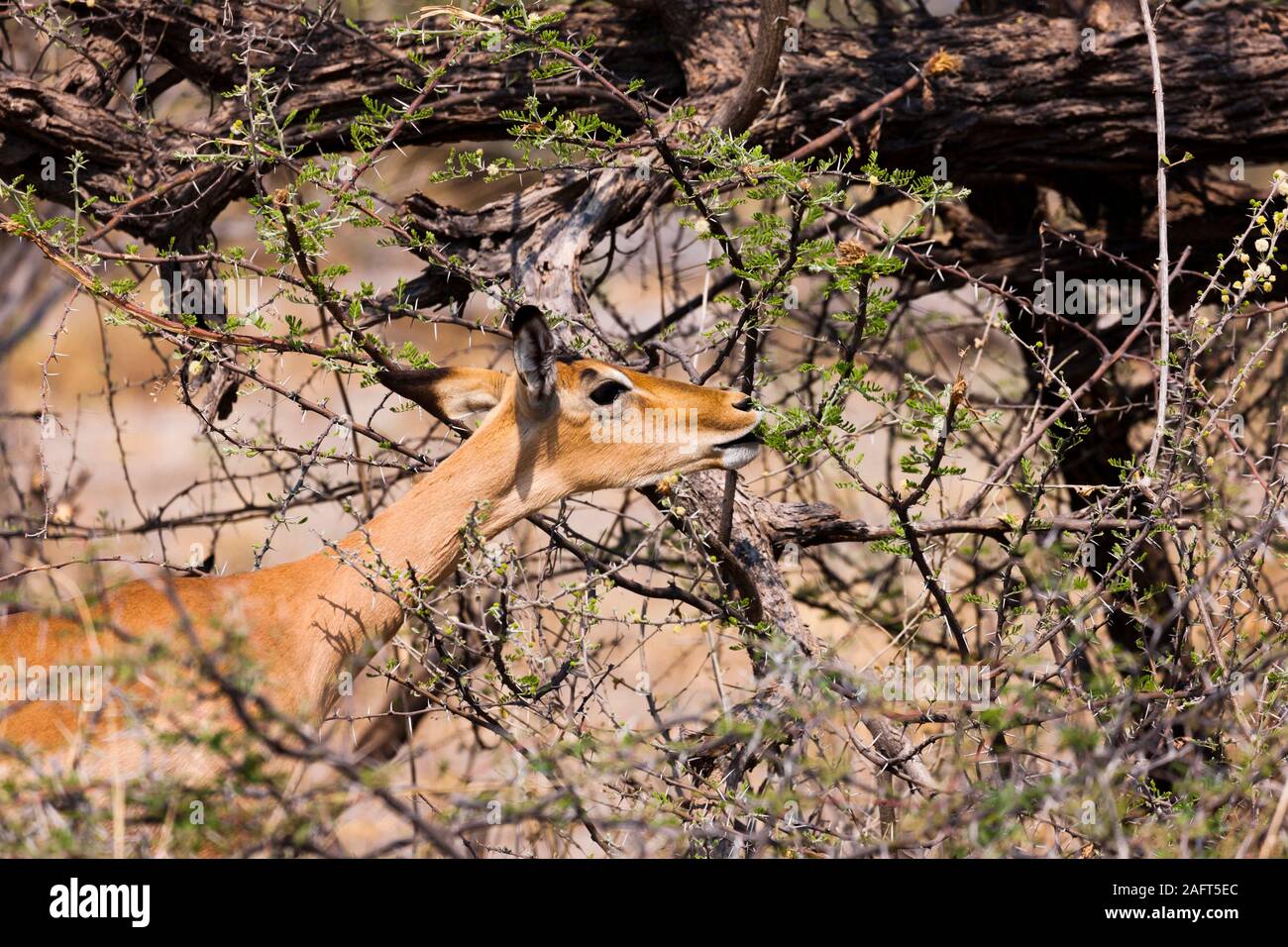 Female impala hi-res stock photography and images - Alamy