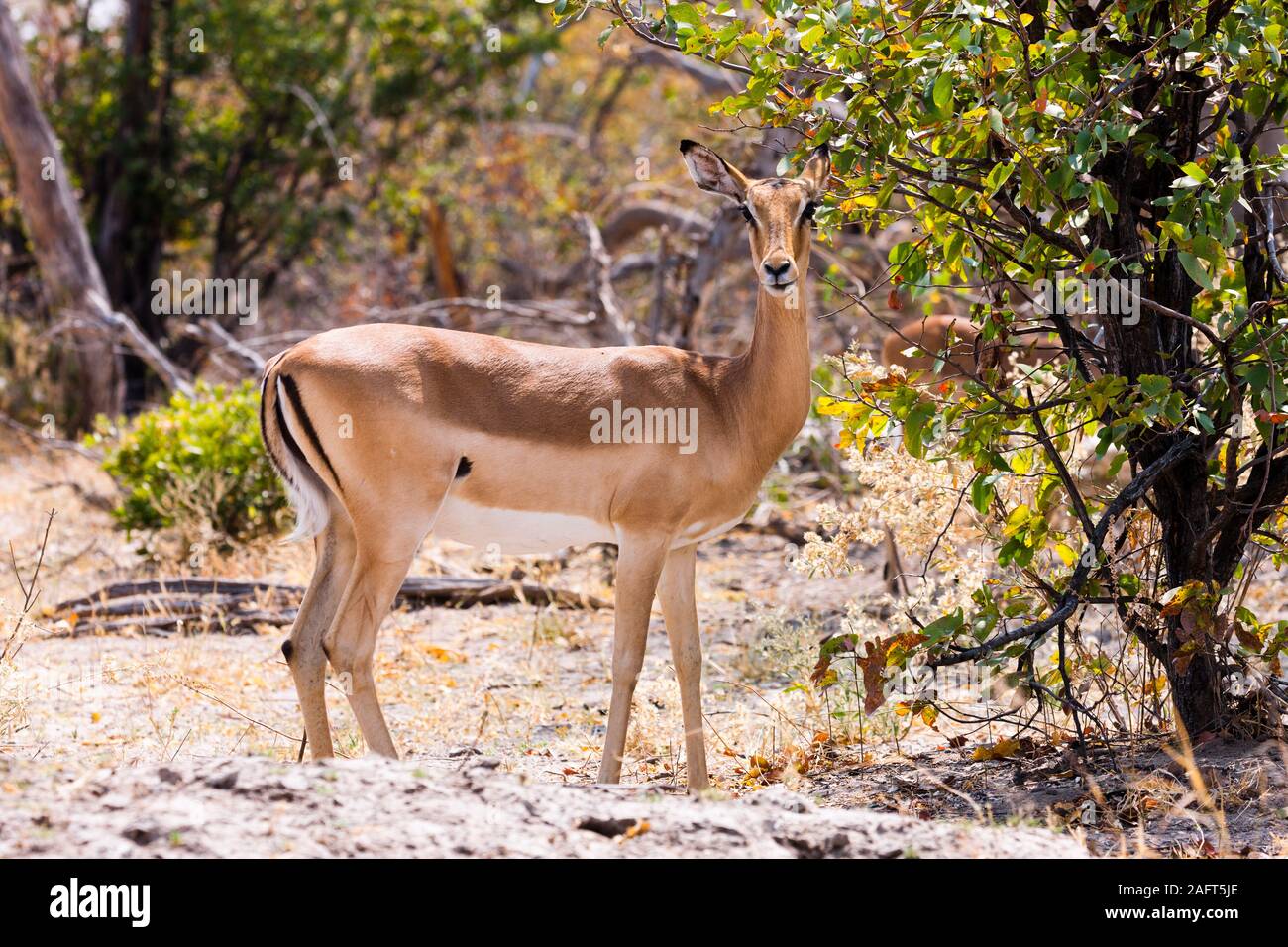 Female Impala standing in bush area, Moremi game reserve, Okavango ...