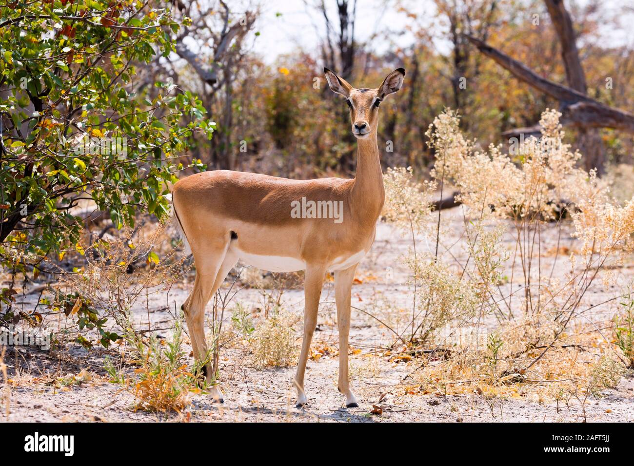 Female Impala standing in bush area, Moremi game reserve, Okavango ...