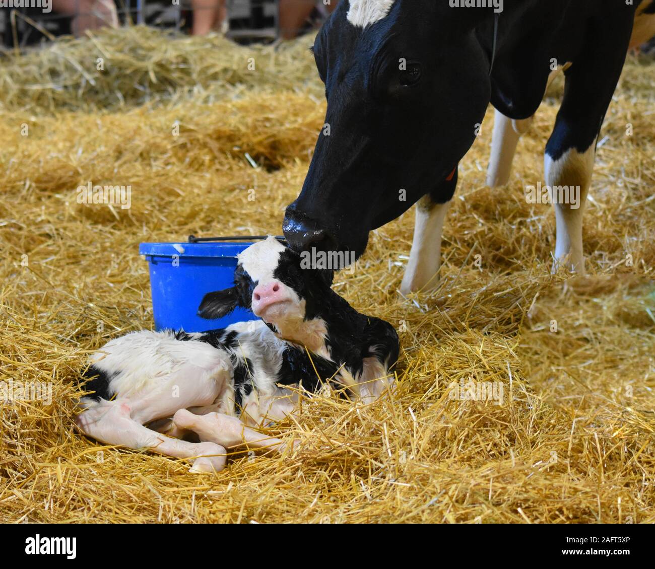 Mommy Cow Kissing her Newborn Calf Stock Photo - Alamy