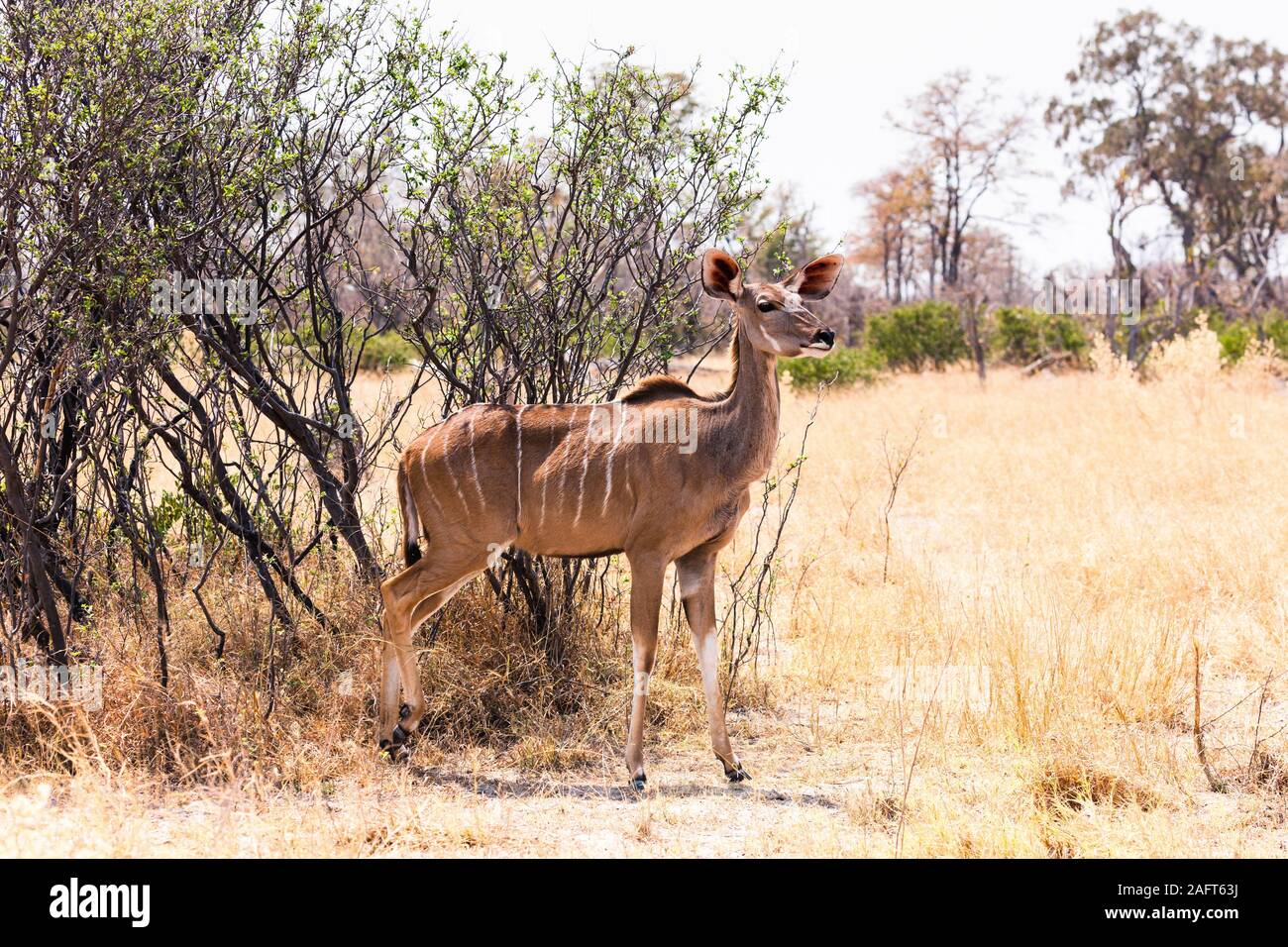 female kudu standing by bush in savannah, Moremi game reserve, Okavango ...