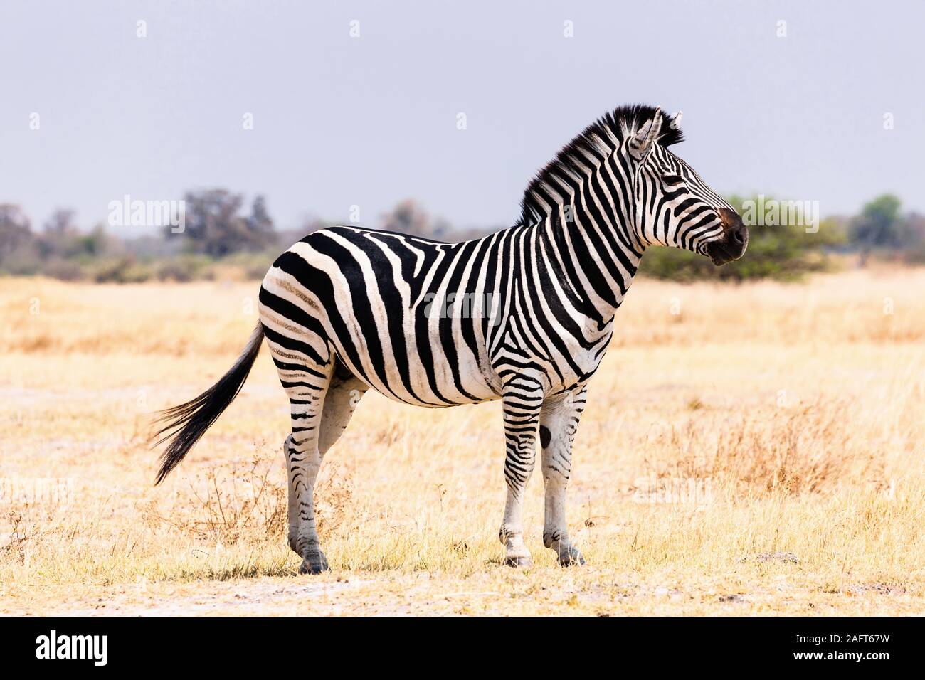 Zebra standing on savannah, Moremi game reserve, Okavango delta ...