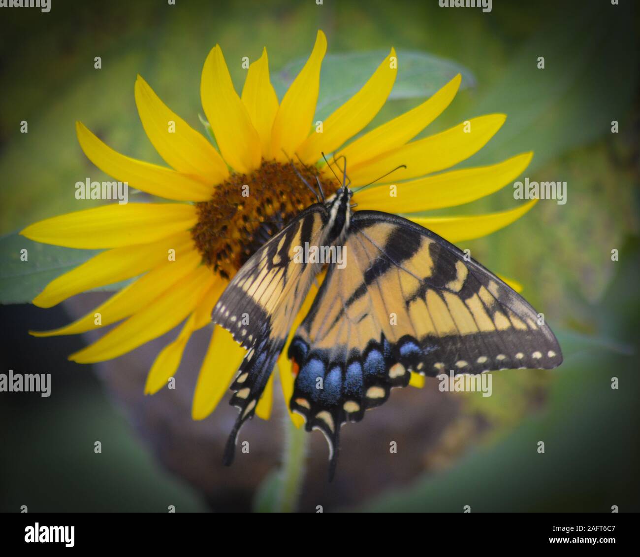 Stunning tiger swallowtail hi-res stock photography and images - Alamy