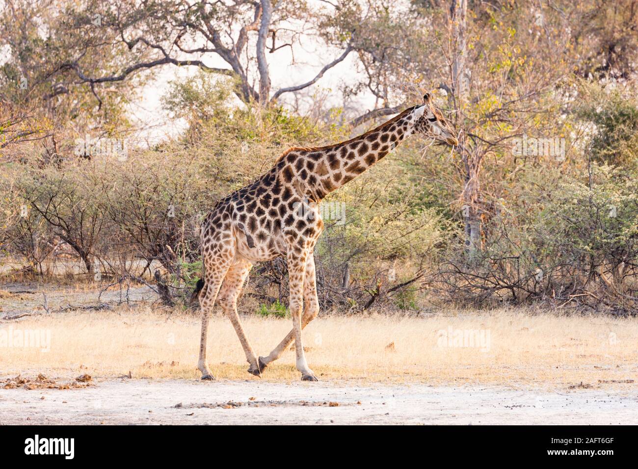 Walk giraffe hi-res stock photography and images - Alamy
