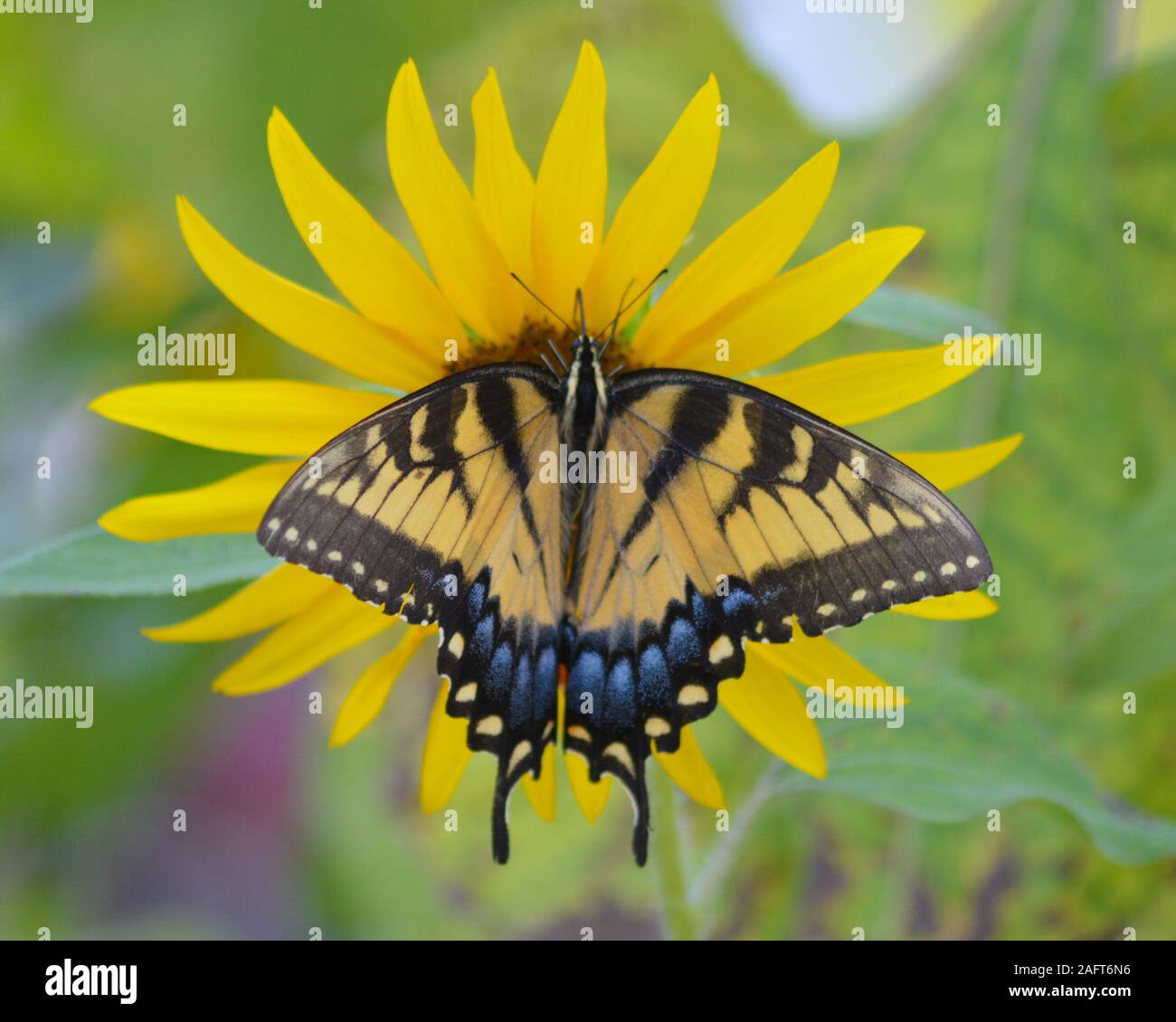 Stunning tiger swallowtail hi-res stock photography and images - Alamy