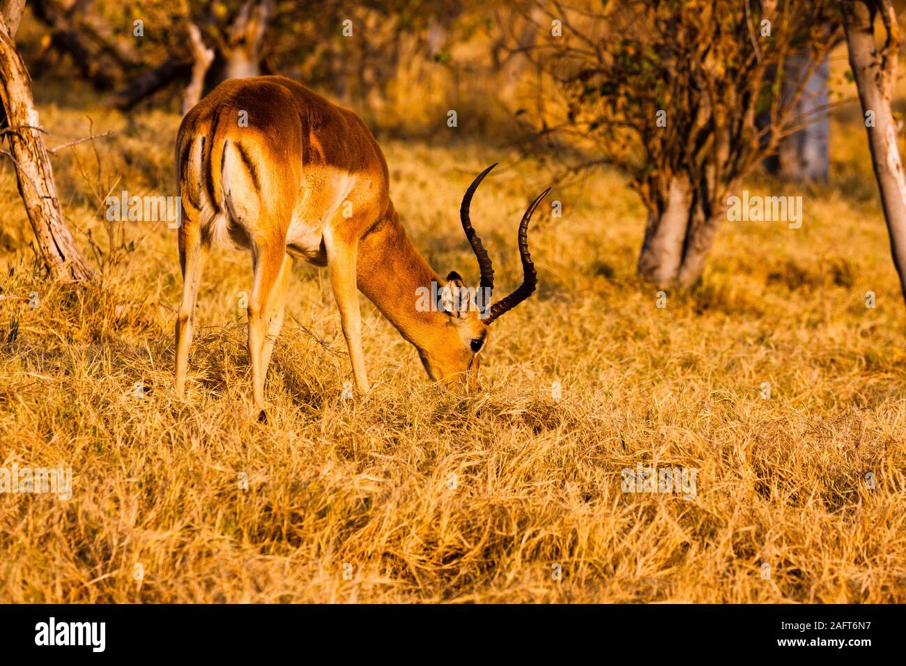 Male Impala eating grass at bush area, morning, Moremi Game Reserve ...