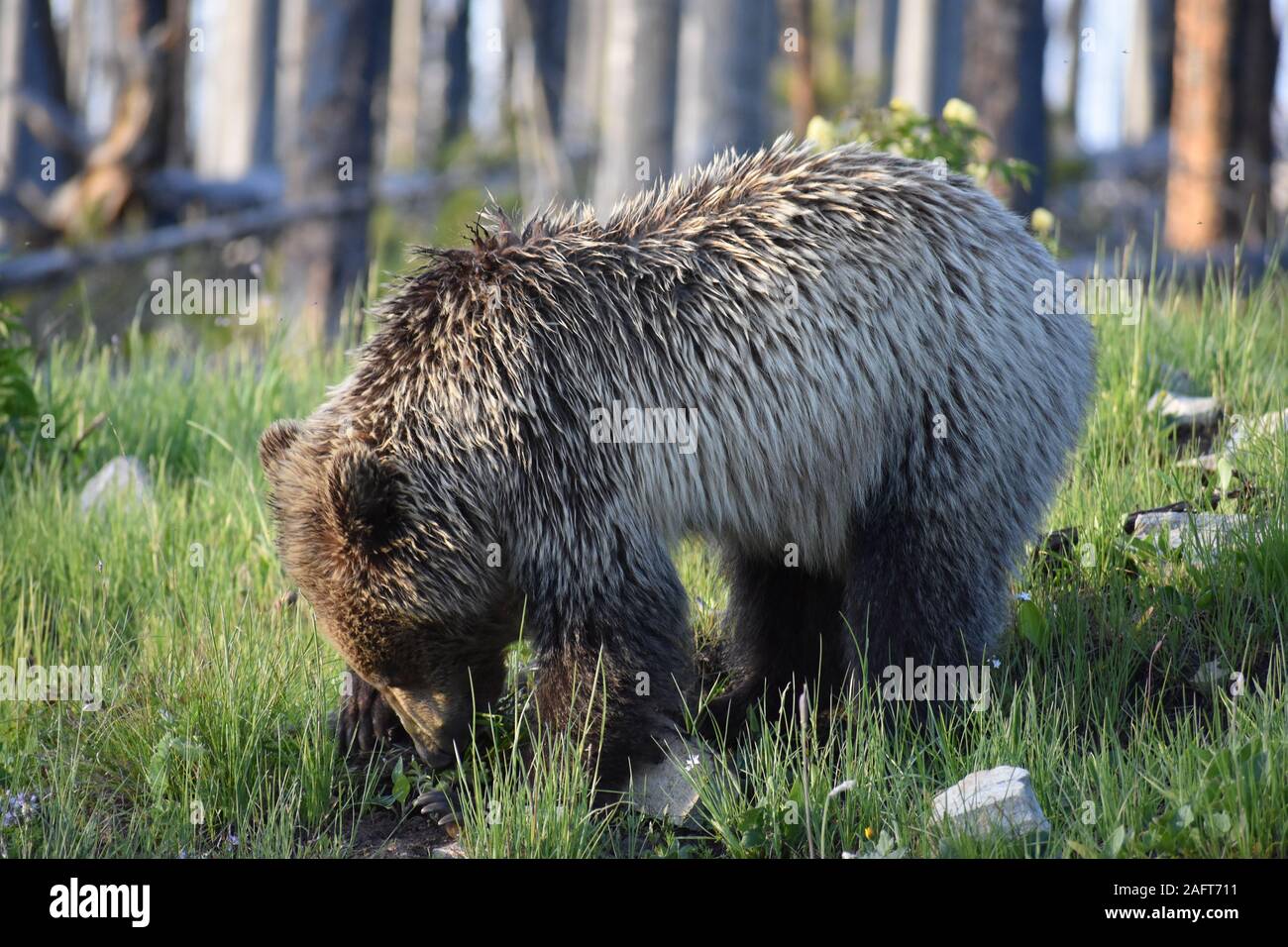 Female Grizzly Bear Sow Stock Photo - Alamy