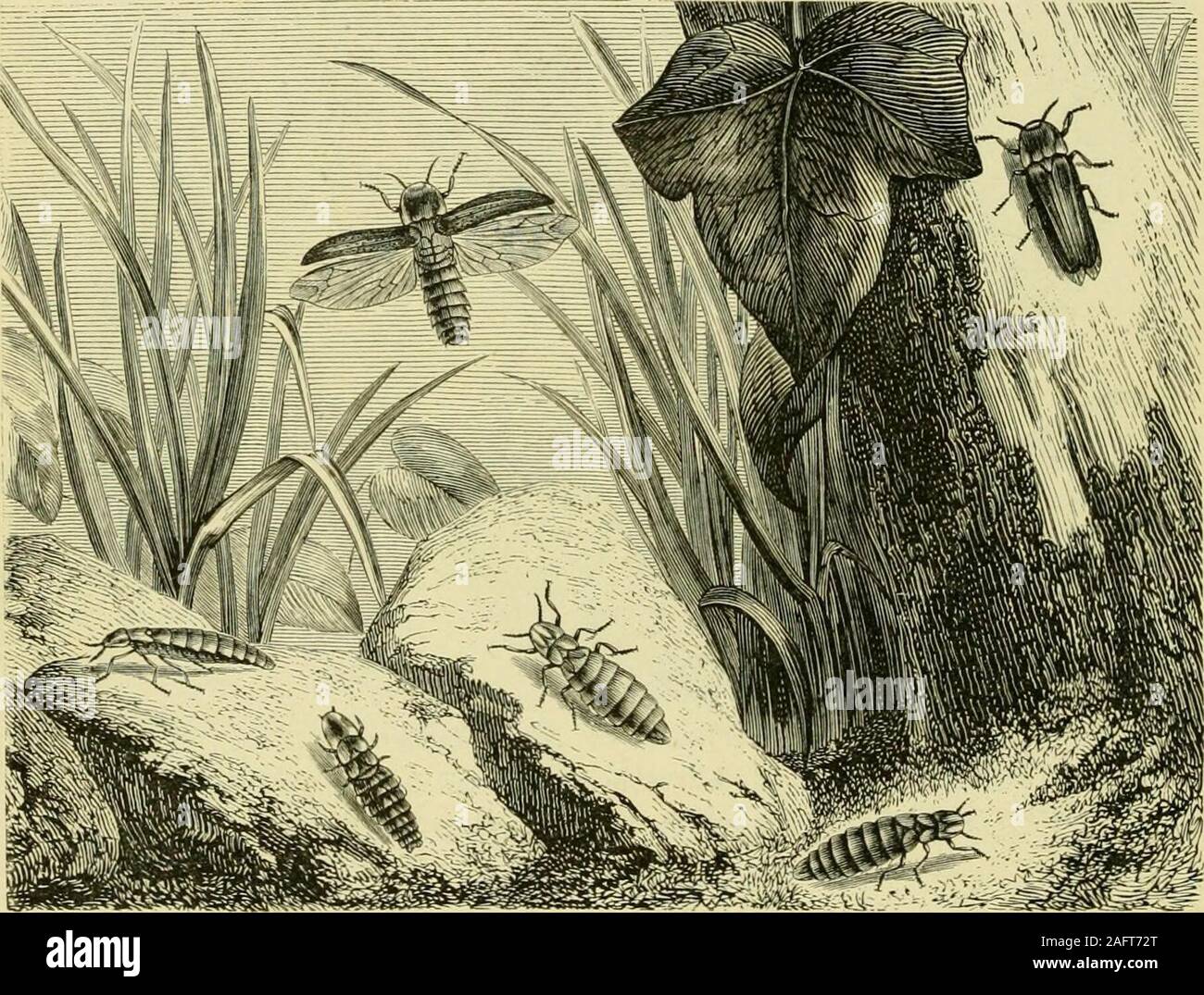 . The transformations (or metamorphoses) of insects (Insecta, Myriapoda ...