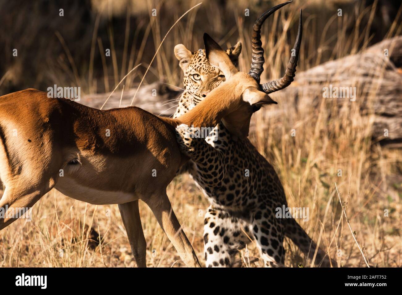 Leopard hunting Impala, Impala is alive, at morning forest, in Moremi ...