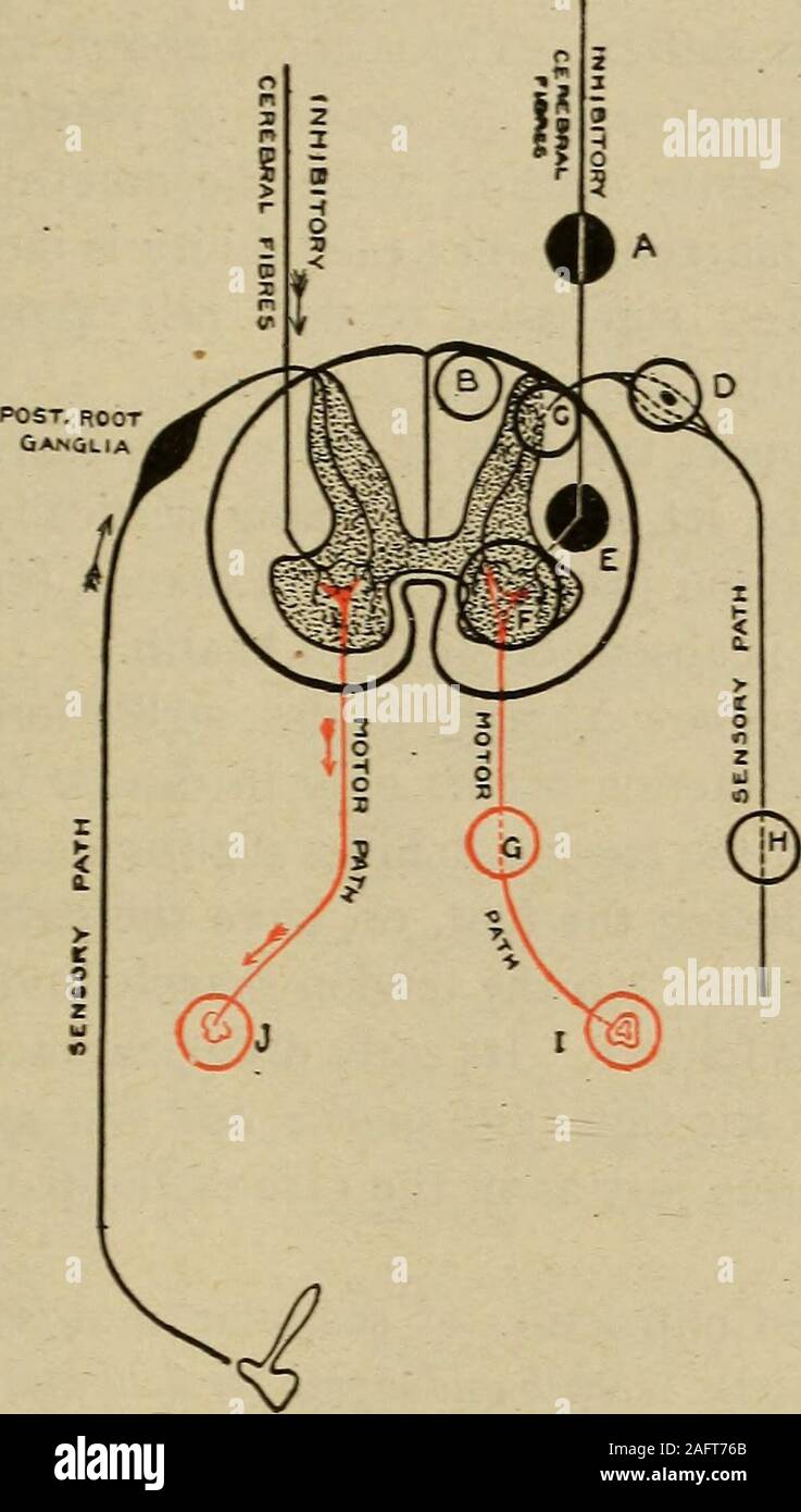 . Medical diagnosis for the student and practitioner. a ...