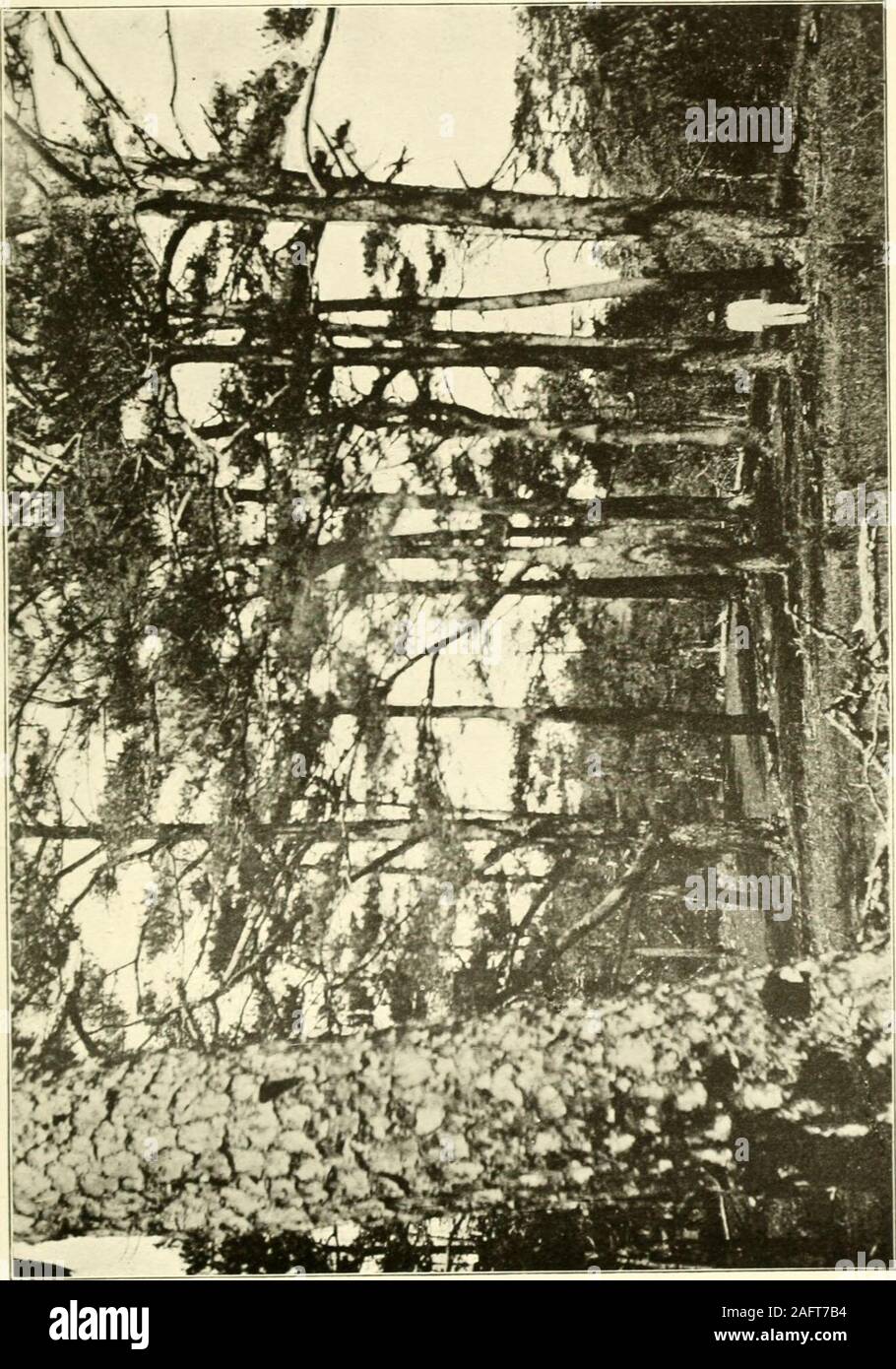 . Special report of Captain George P. Ahern ... in charge of Forestry ...