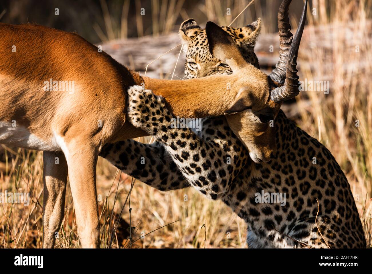 Leopard hunting Impala, Impala is alive, at morning forest, in Moremi Game Reserve, Okavango ...
