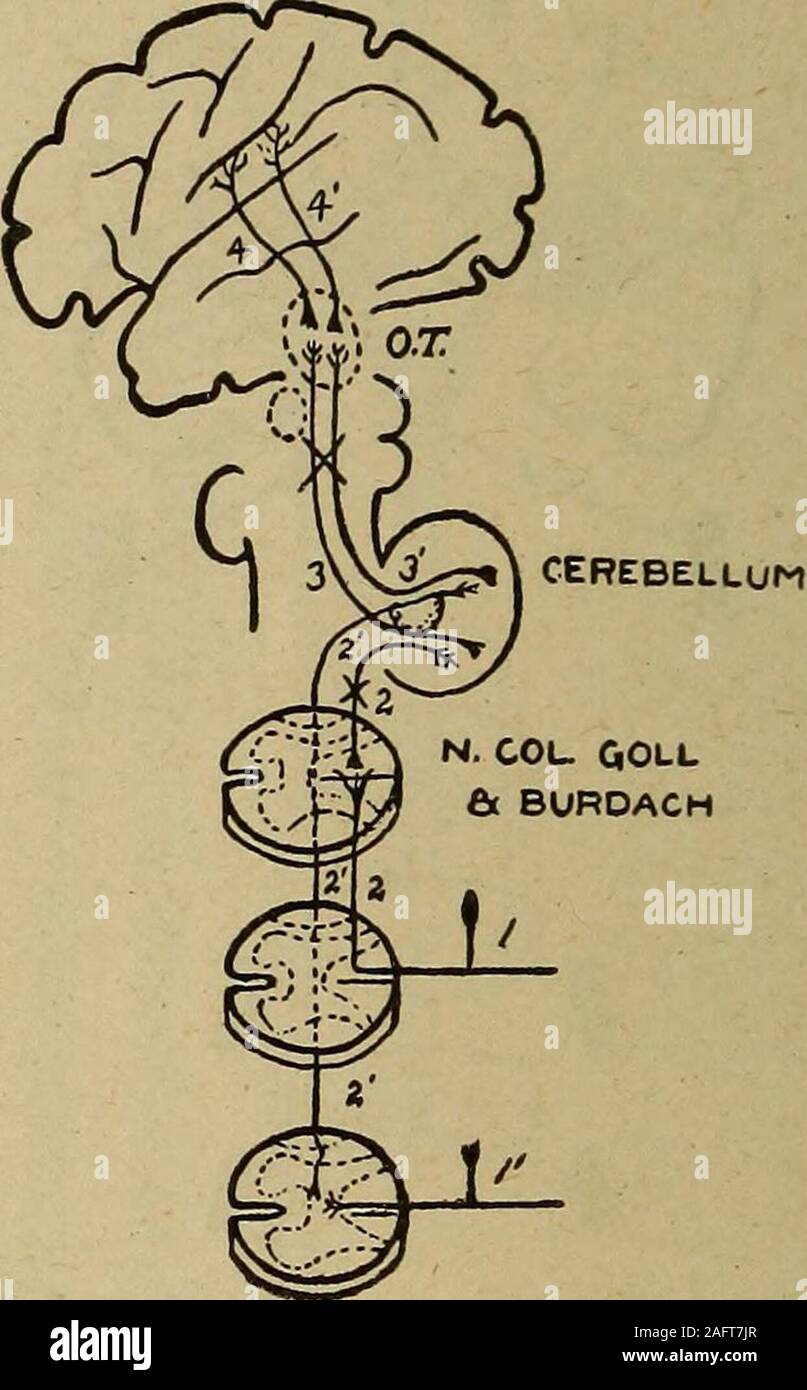 Neuraxon High Resolution Stock Photography and Images - Alamy