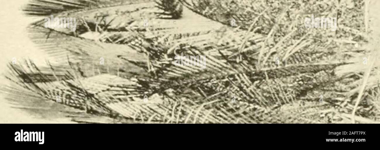 . Special report of Captain George P. Ahern ... in charge of Forestry ...