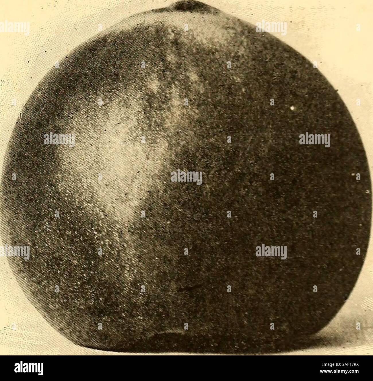 . The gardener's assistant; a practical and scientific exposition of ...