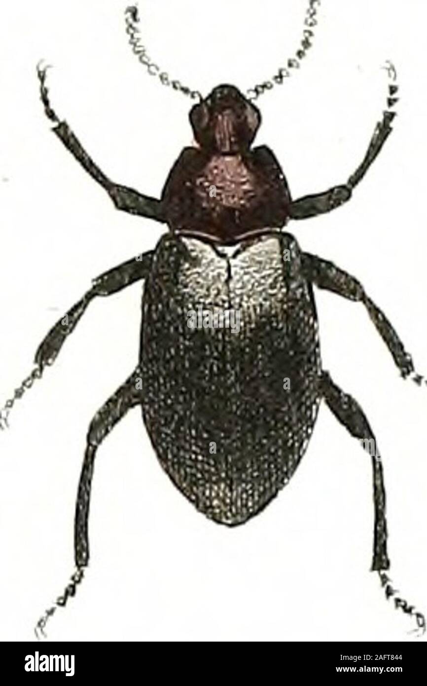 . Entomologie ou Histoire naturelle des insectes, avec leurs caractères ...