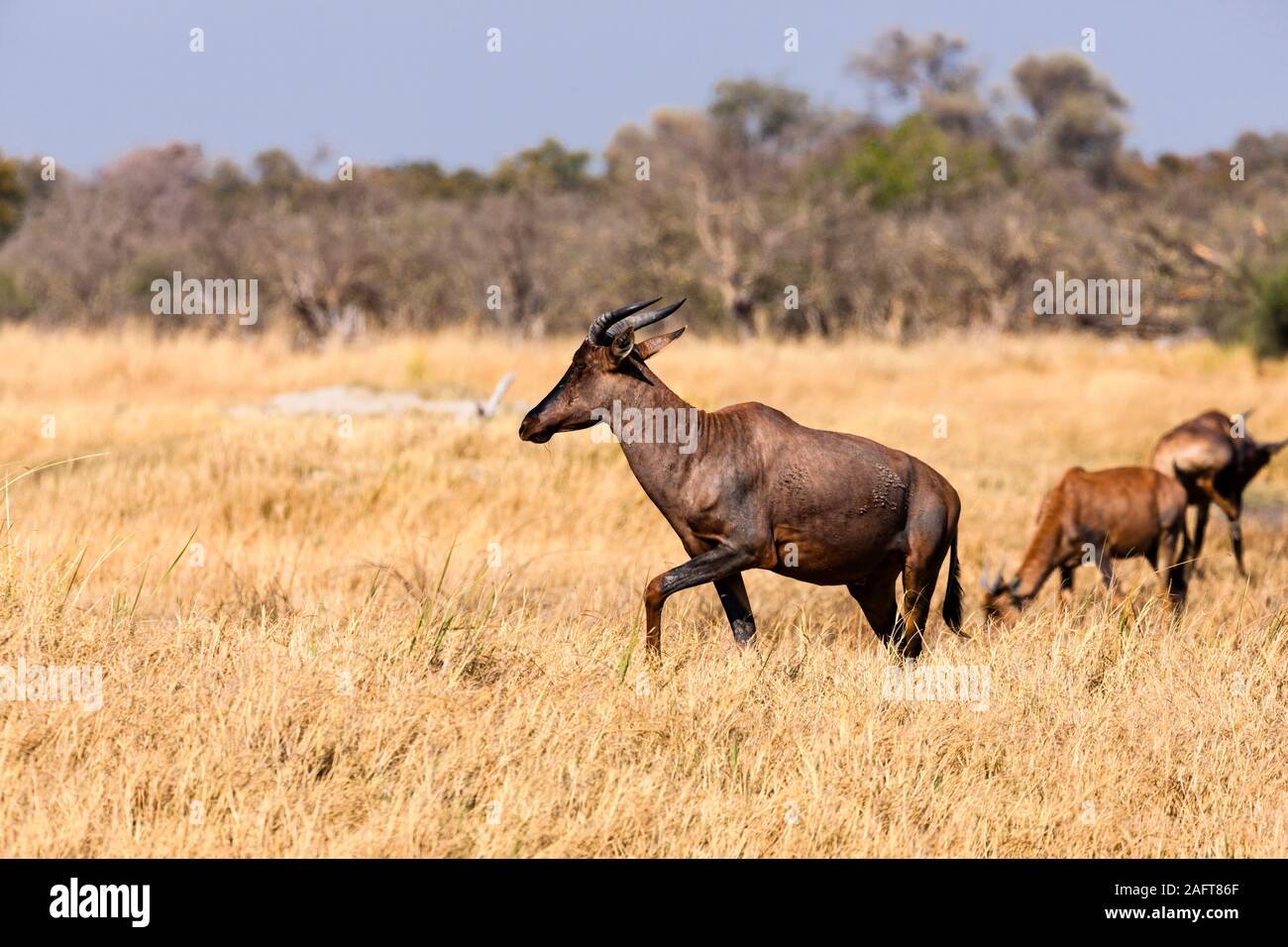 Topi walking on savannah, Moremi game reserve, Okavango delta, Botswana ...