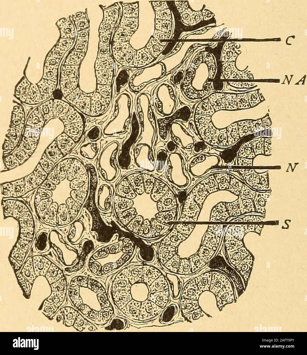 Renal papilla hi-res stock photography and images - Alamy