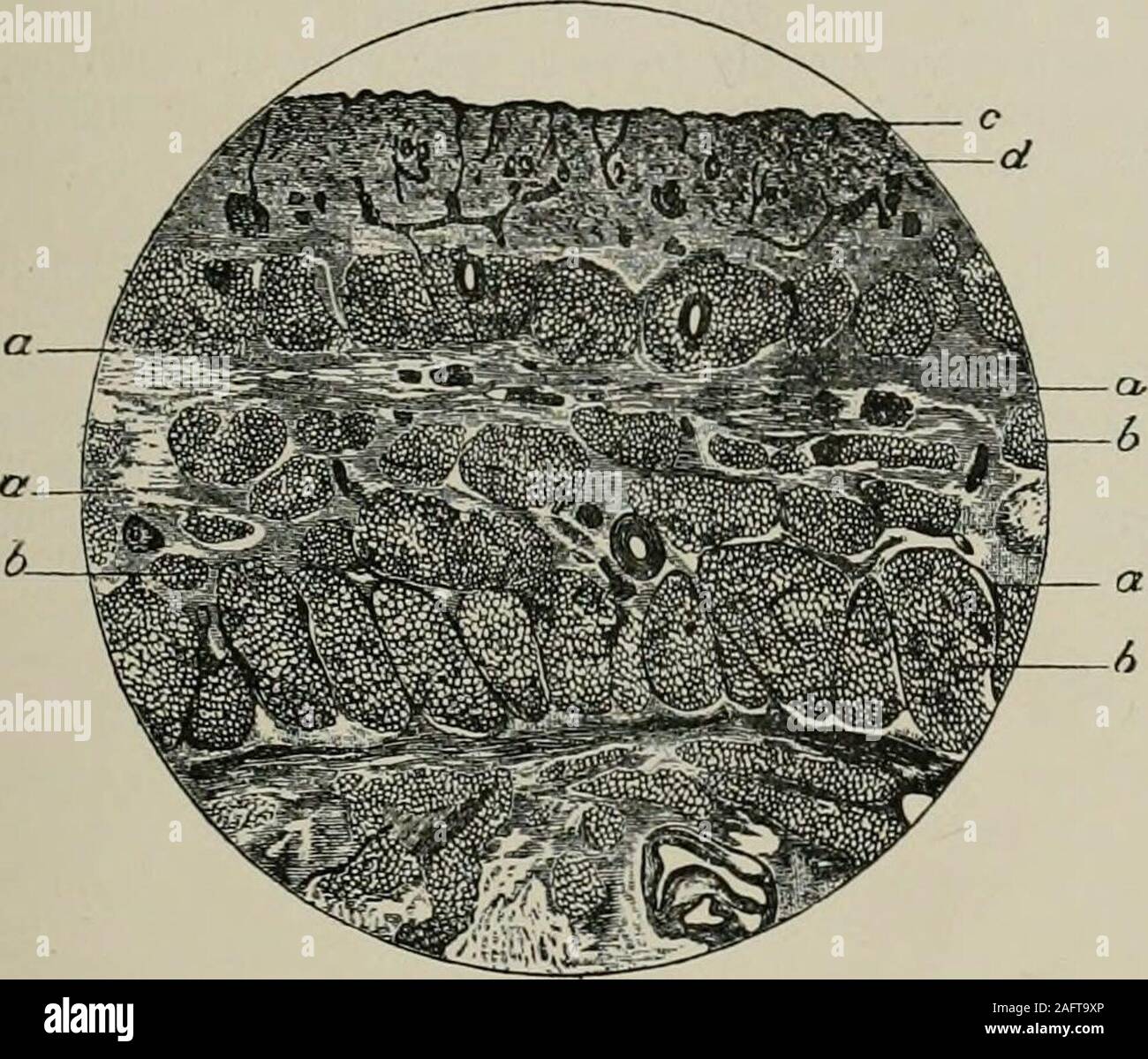 Neonatorum hi-res stock photography and images - Alamy