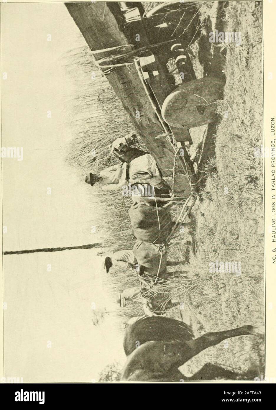 . Special report of Captain George P. Ahern ... in charge of Forestry ...