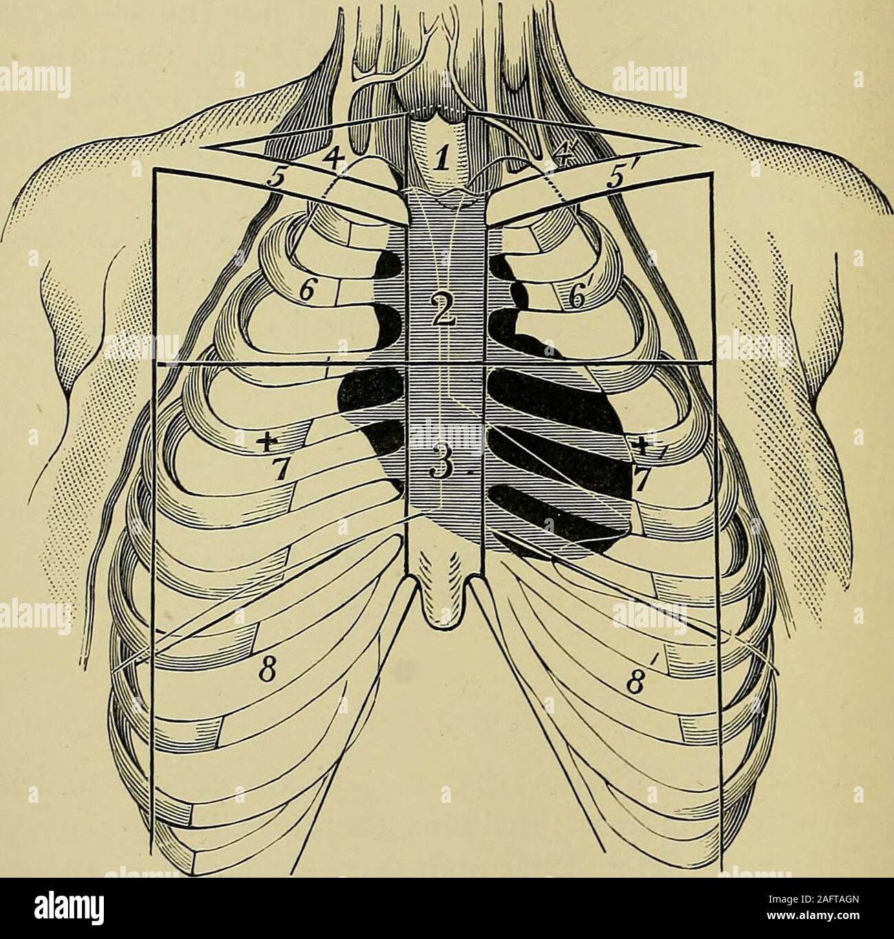 . Diseases of the heart and thoracic aorta. ience, been artificially ...