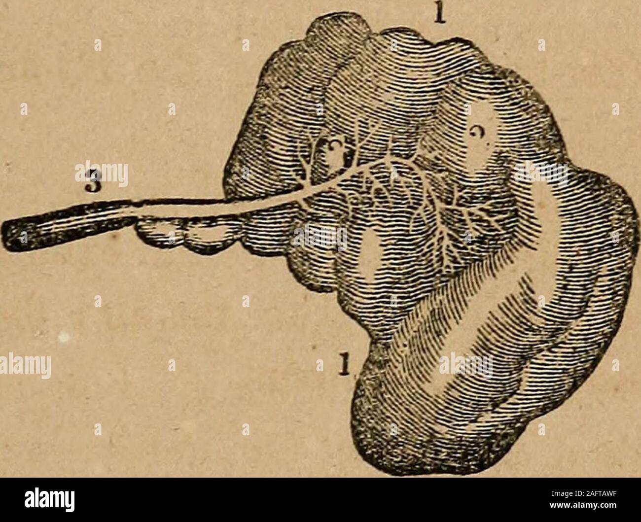 Secretory glands hi-res stock photography and images - Alamy