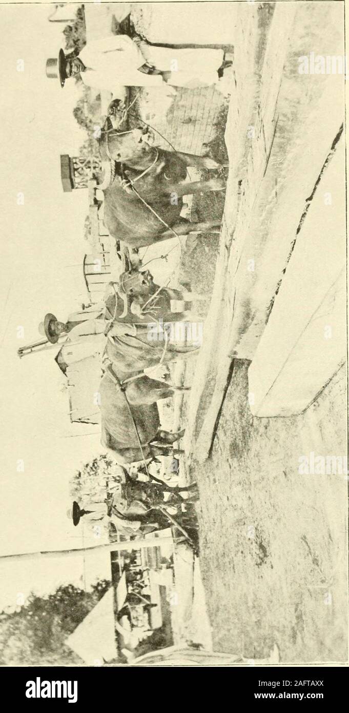 . Special report of Captain George P. Ahern ... in charge of Forestry ...