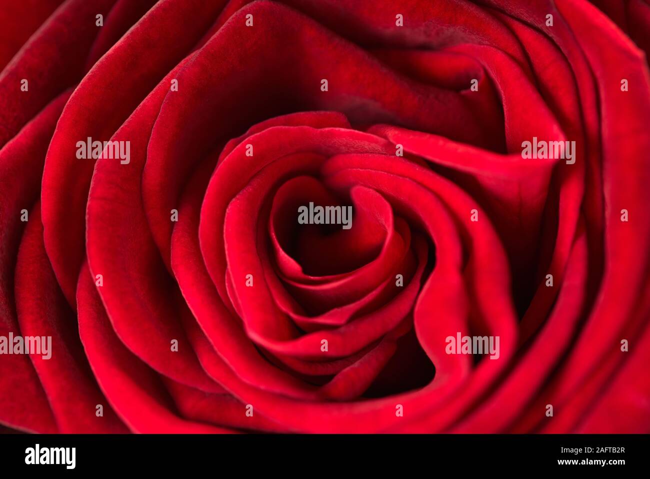 floral background of red rose texture, petals closeup Stock Photo - Alamy