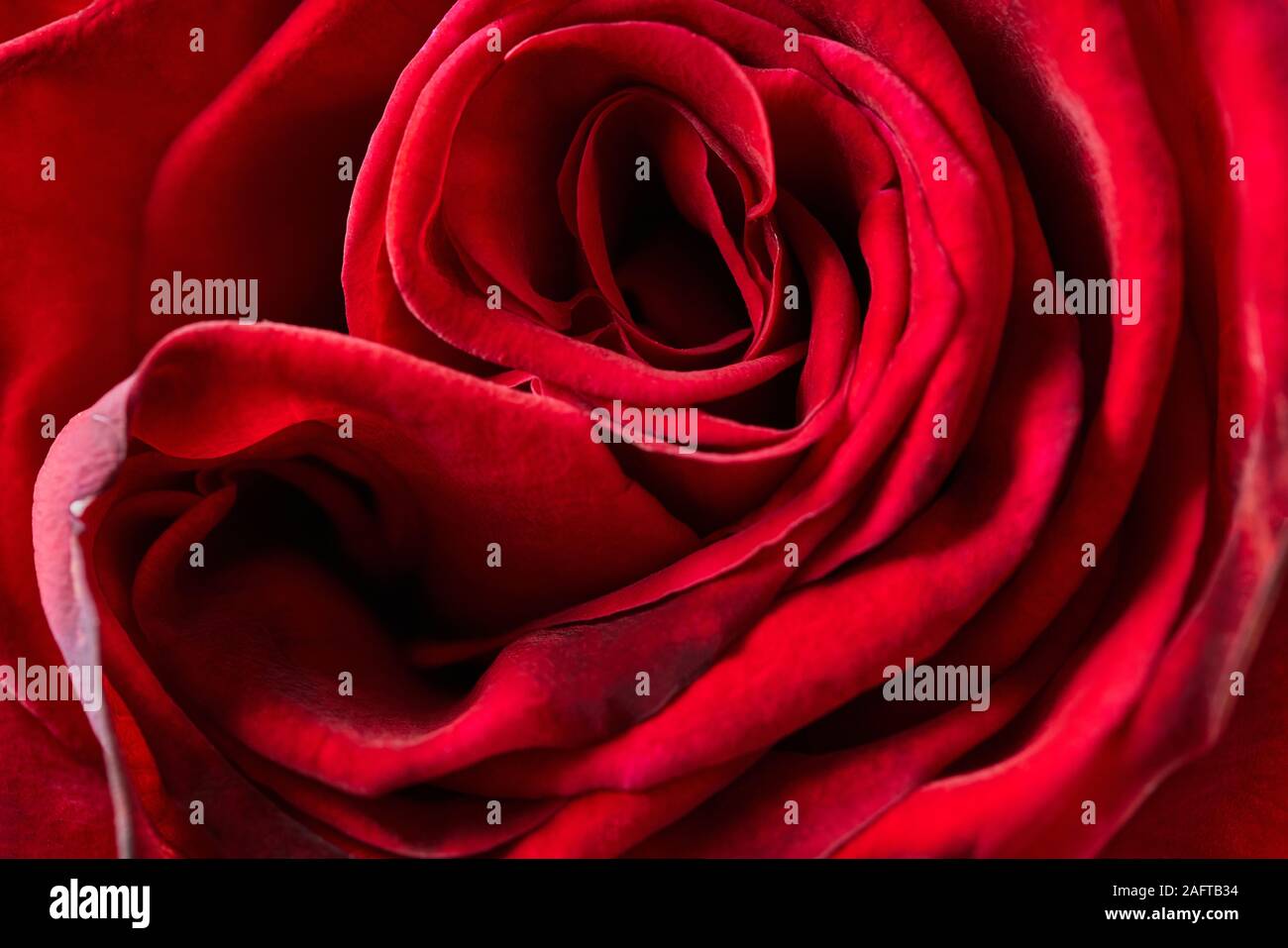 floral background of red rose texture, petals closeup Stock Photo - Alamy