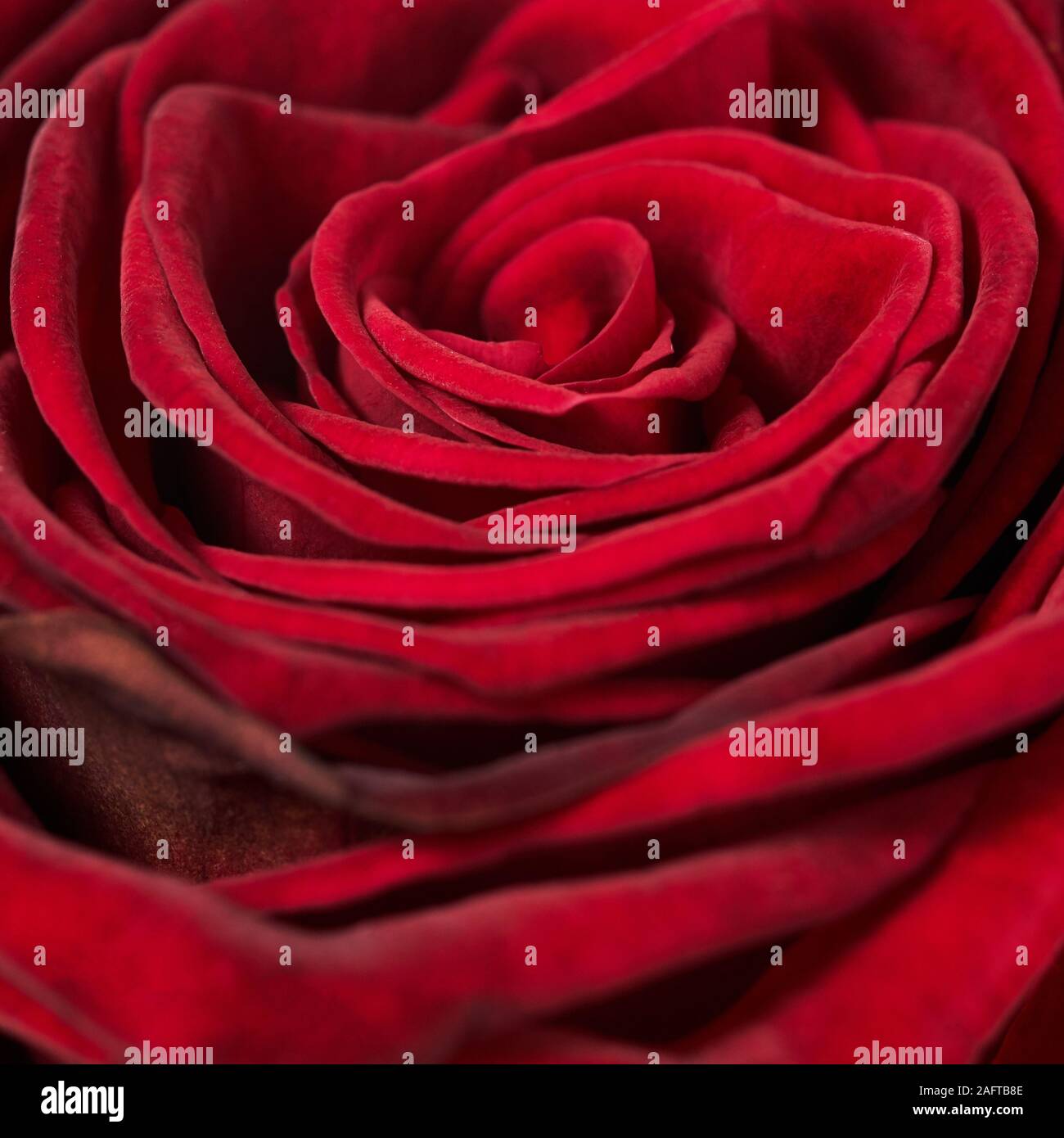 floral background of red rose texture, petals closeup Stock Photo - Alamy