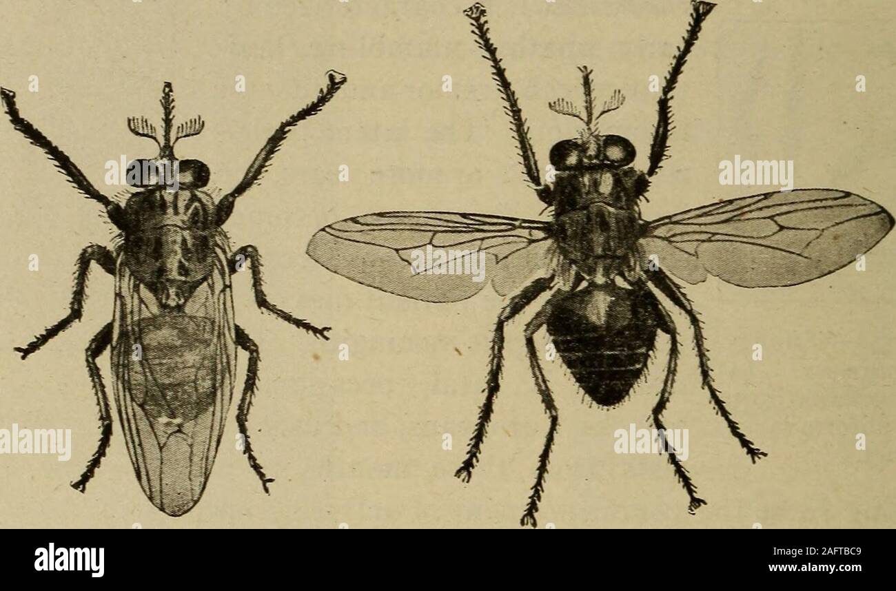 Glossina palpalis hi-res stock photography and images - Alamy