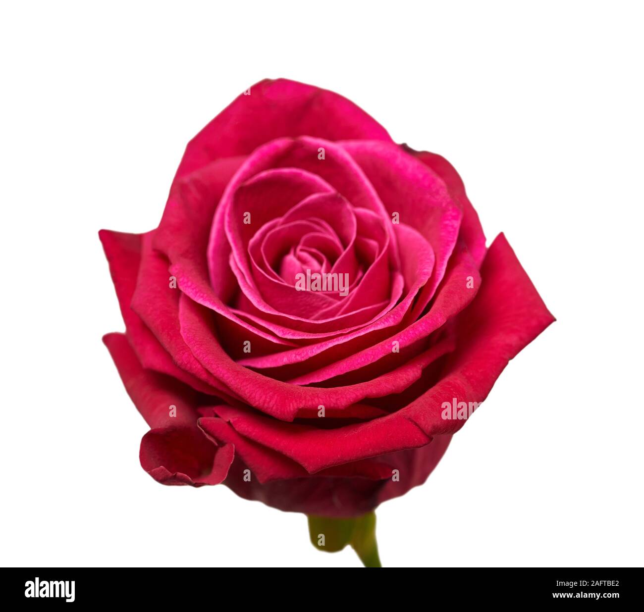 Rose bud close up hi-res stock photography and images - Alamy