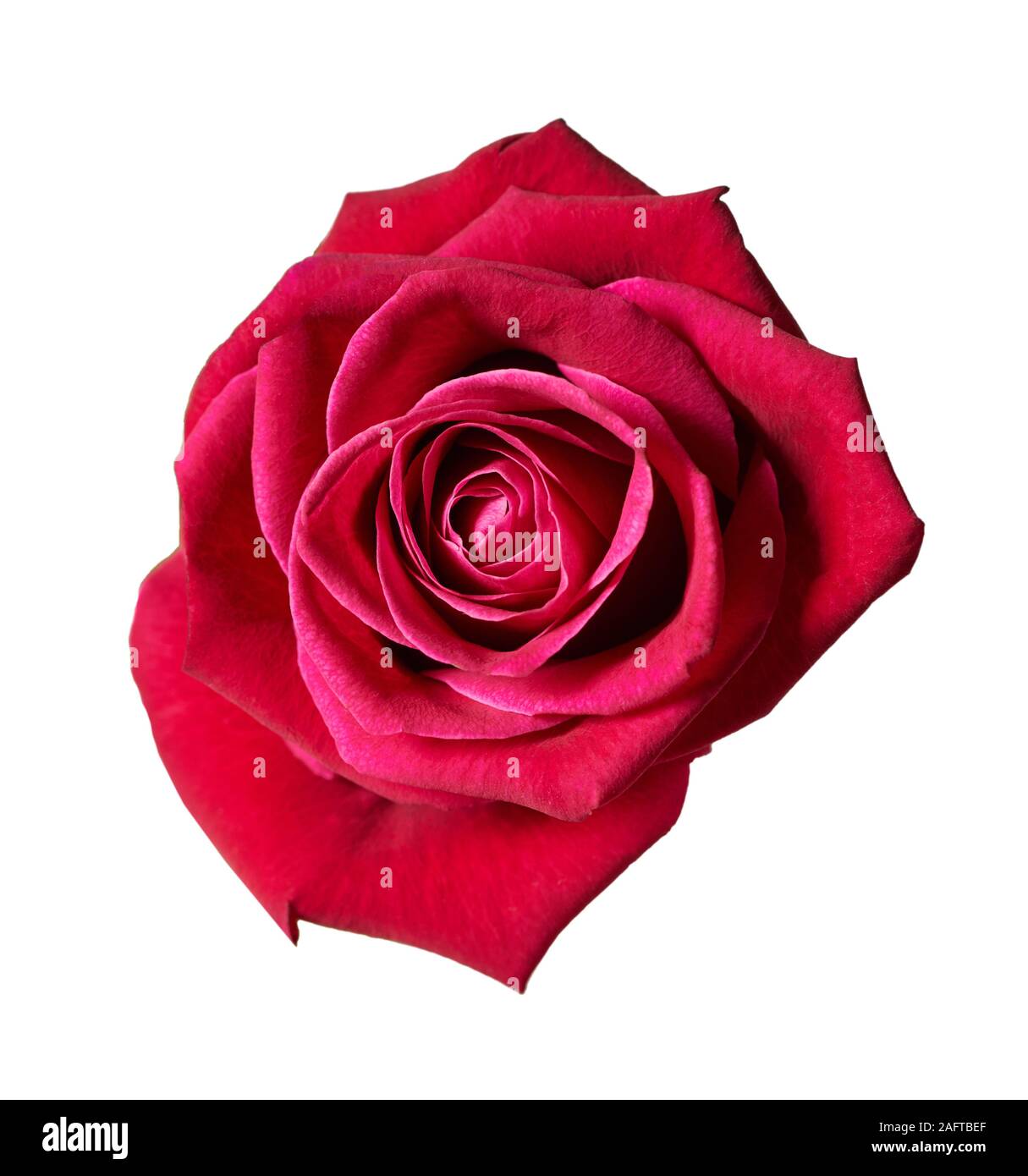 Rose bud close up hi-res stock photography and images - Alamy