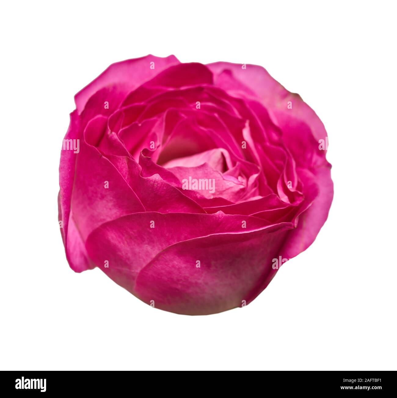 Rose bud close up hi-res stock photography and images - Alamy