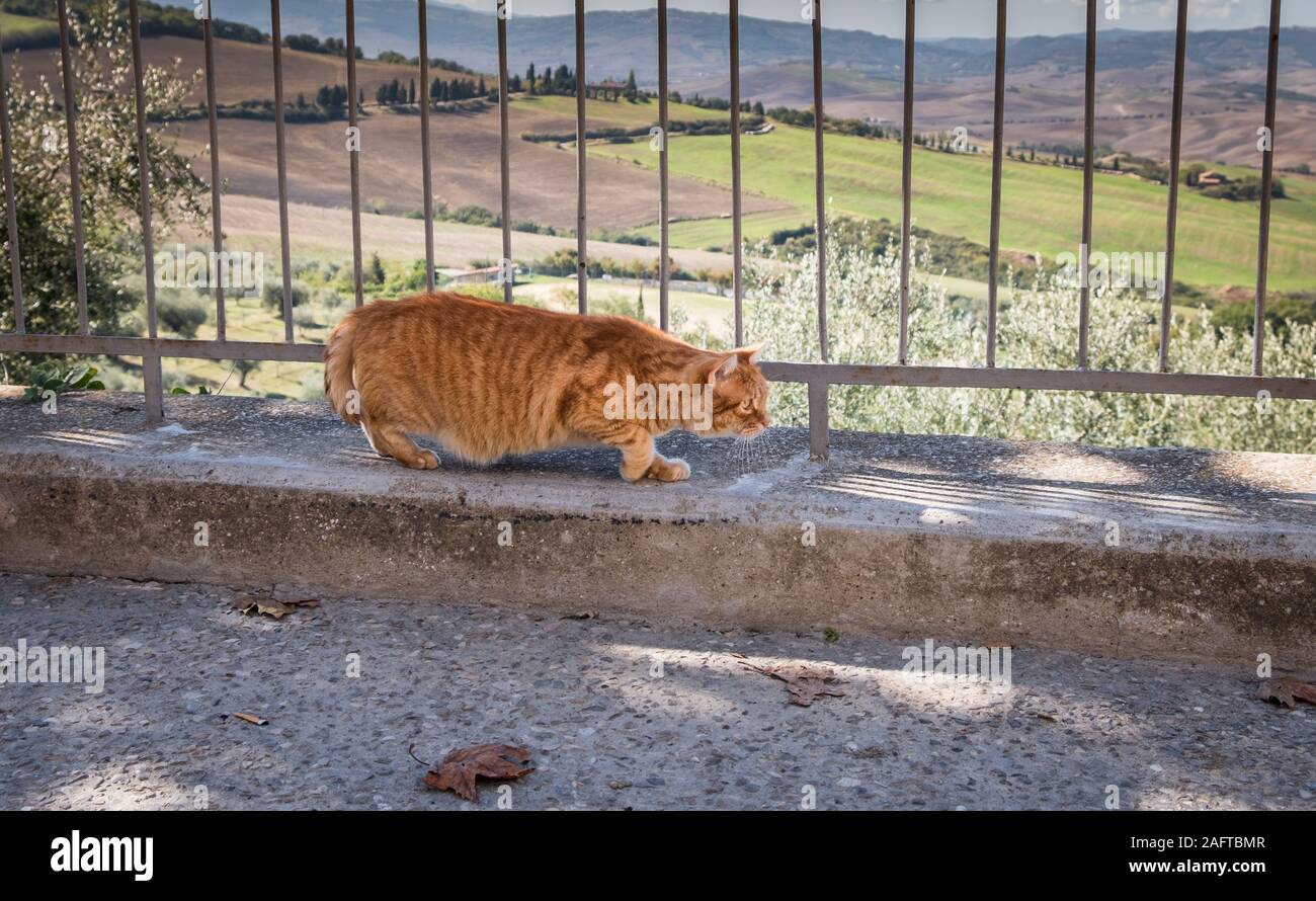Stalking cat hi-res stock photography and images - Alamy