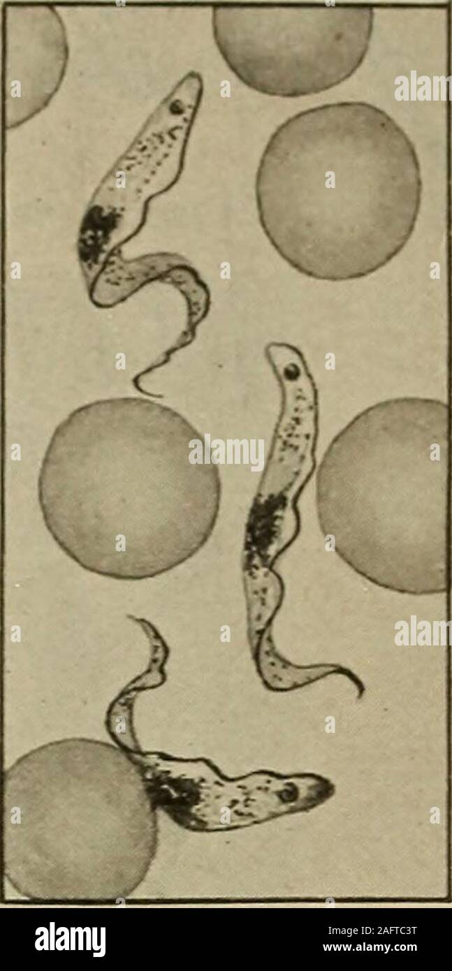 . Medical diagnosis for the student and practitioner. Fig. 5 74 ...
