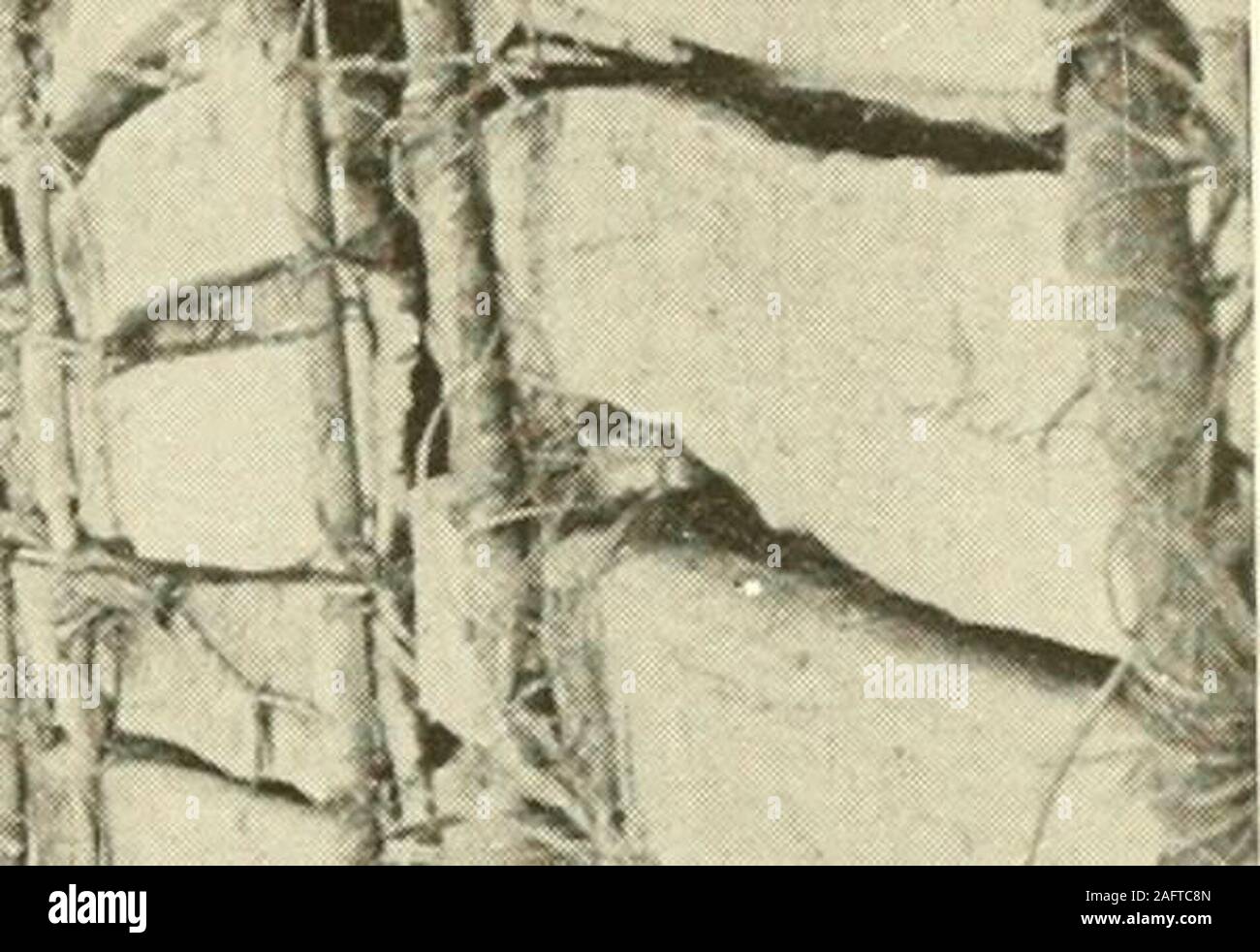 Philippine war 1901 hi-res stock photography and images - Alamy