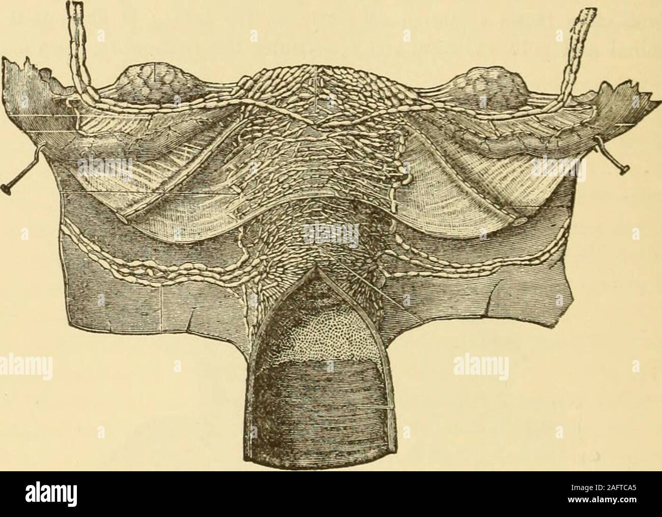 . Clinical gyncology, medical and surgical. connective tissue;C.J ...