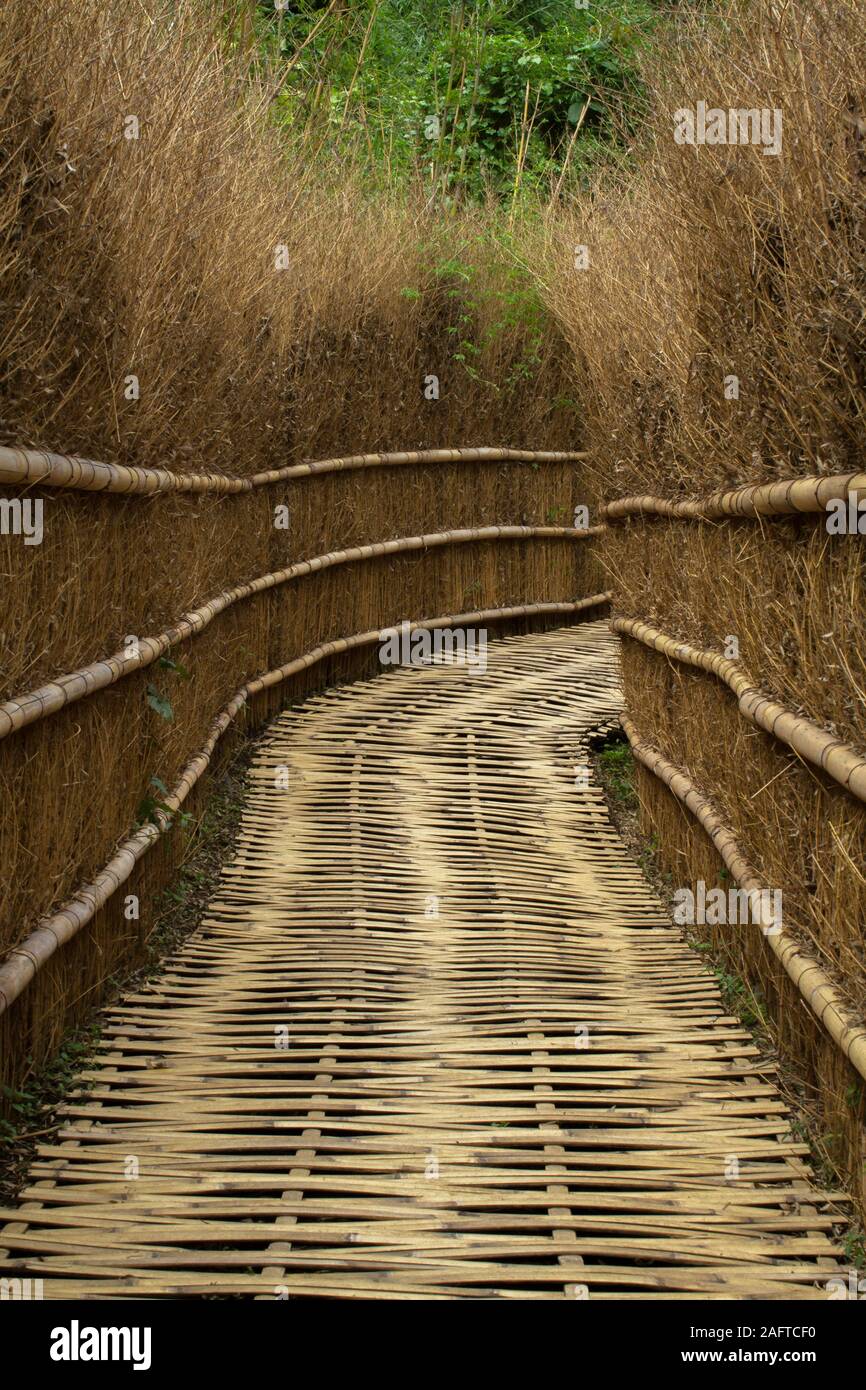 Bamboo corridor hi-res stock photography and images - Alamy