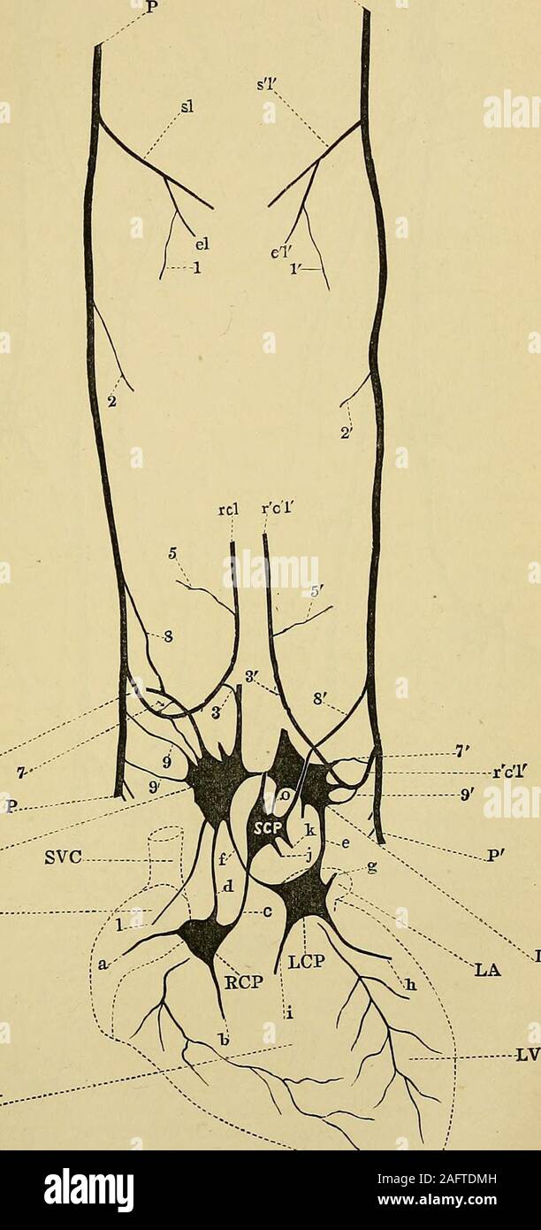 Left vagus nerve pneumogastric nerve hi-res stock photography and ...