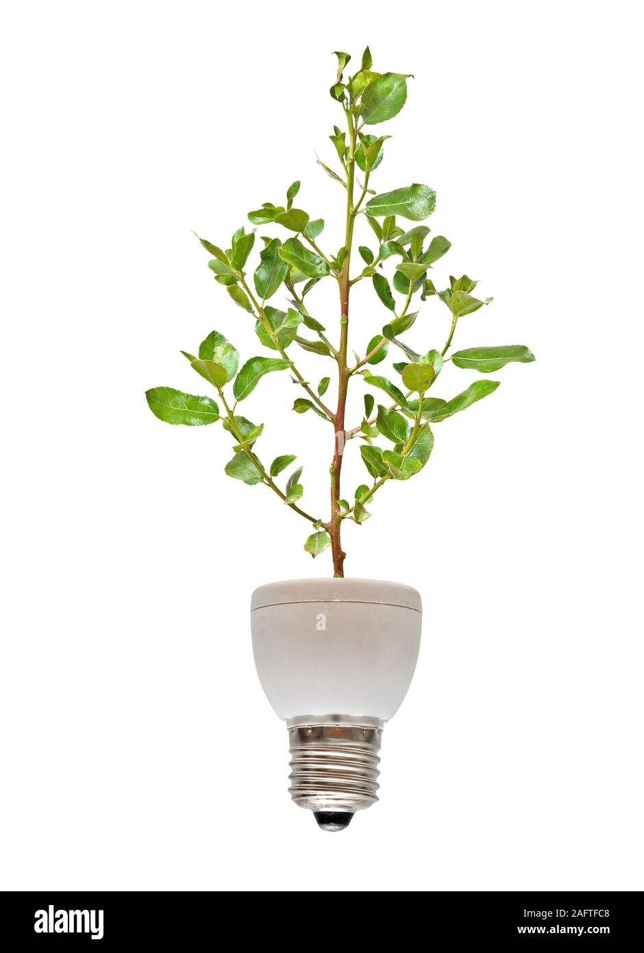 Tree growing from base of fluorescent lamp Stock Photo - Alamy Tree growing from base of fluorescent lamp Stock Photo - Alamy