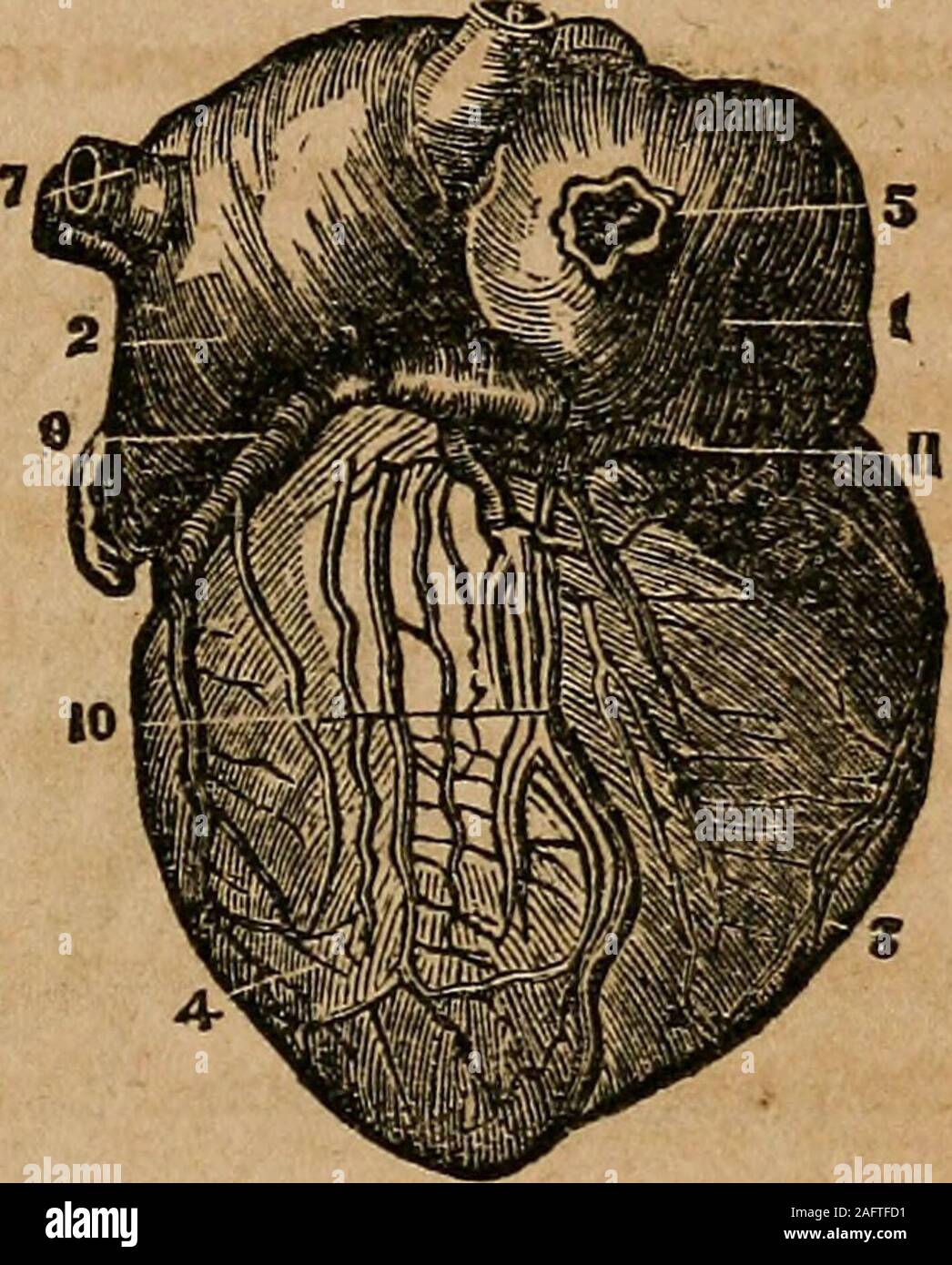Front view heart blood vessels hi-res stock photography and images - Alamy