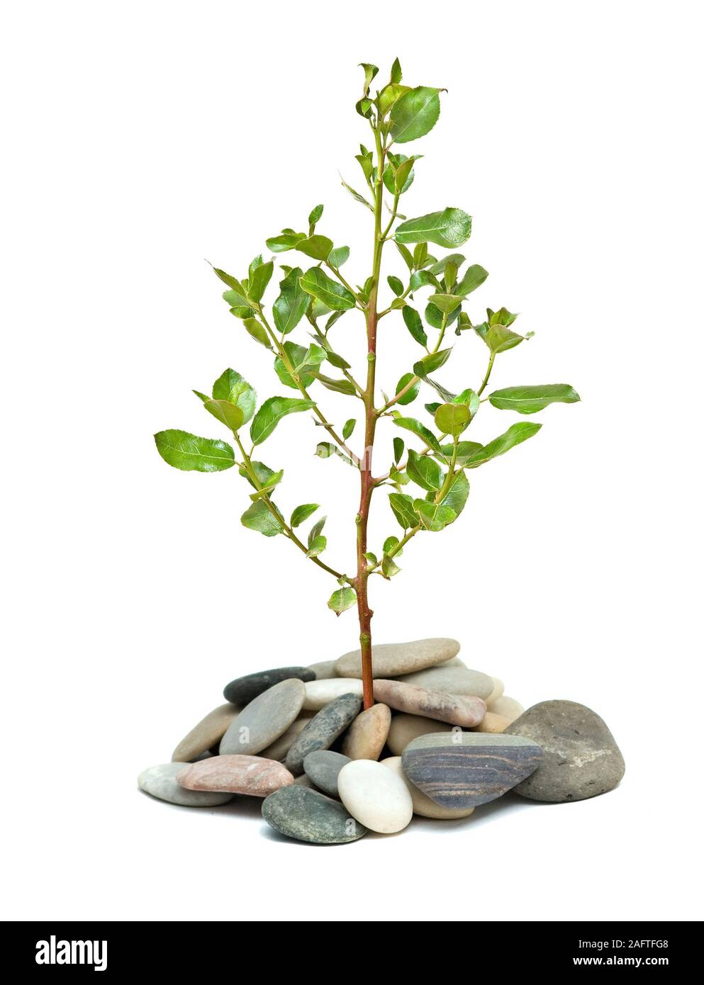 Tree shoot growing from pile of pebbles Stock Photo - Alamy