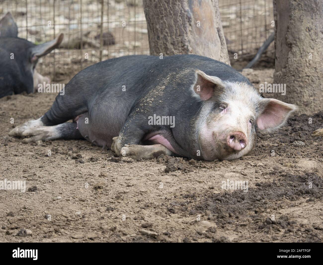 portrait of a dark-haired big sow sleeping in the mud , bred in the ...