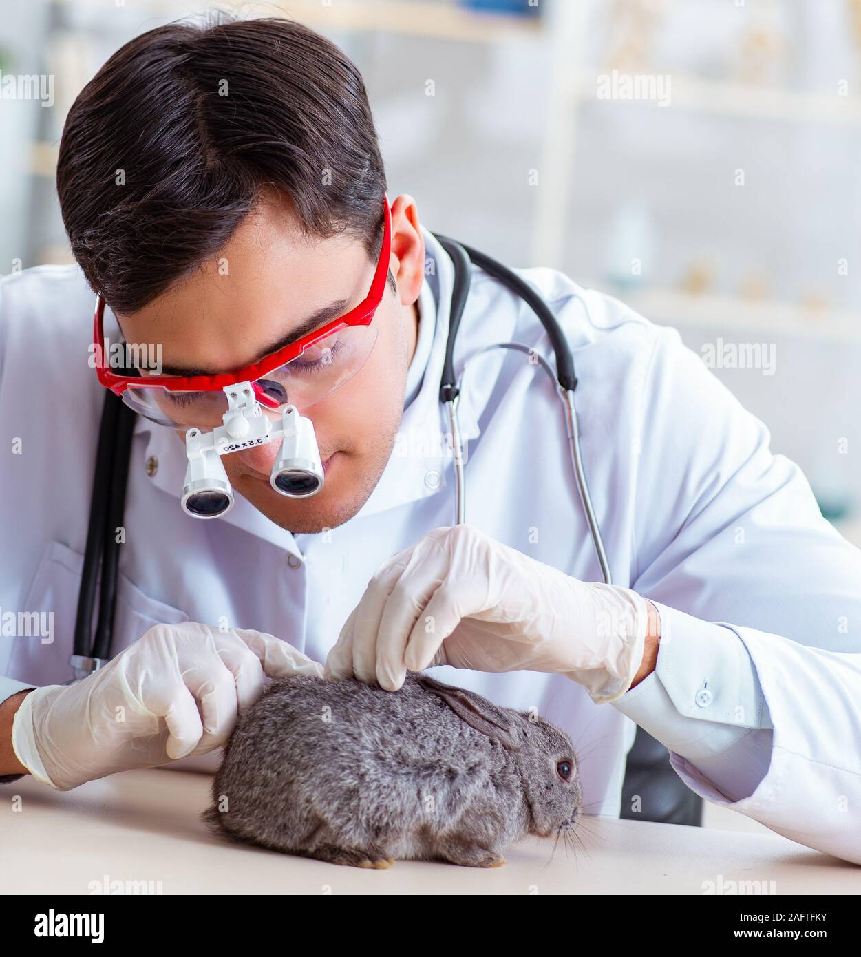 The vet doctor checking up rabbit in his clinic Stock Photo - Alamy